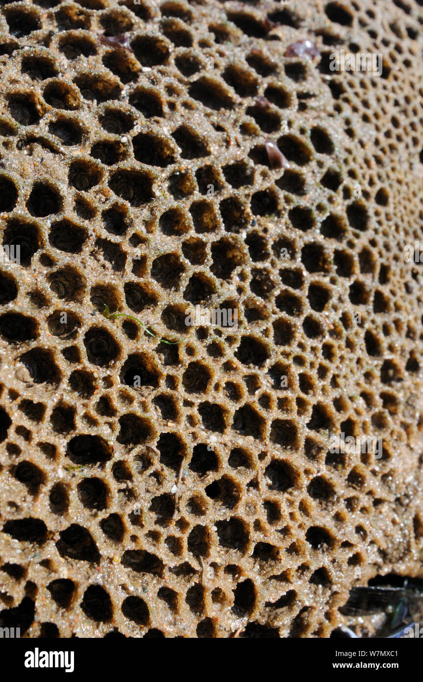 Honeycomb worm tubes sabellaria alveolata hi-res stock photography and ...