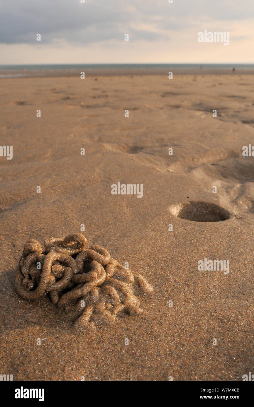 Lugworm casts hi-res stock photography and images - Alamy