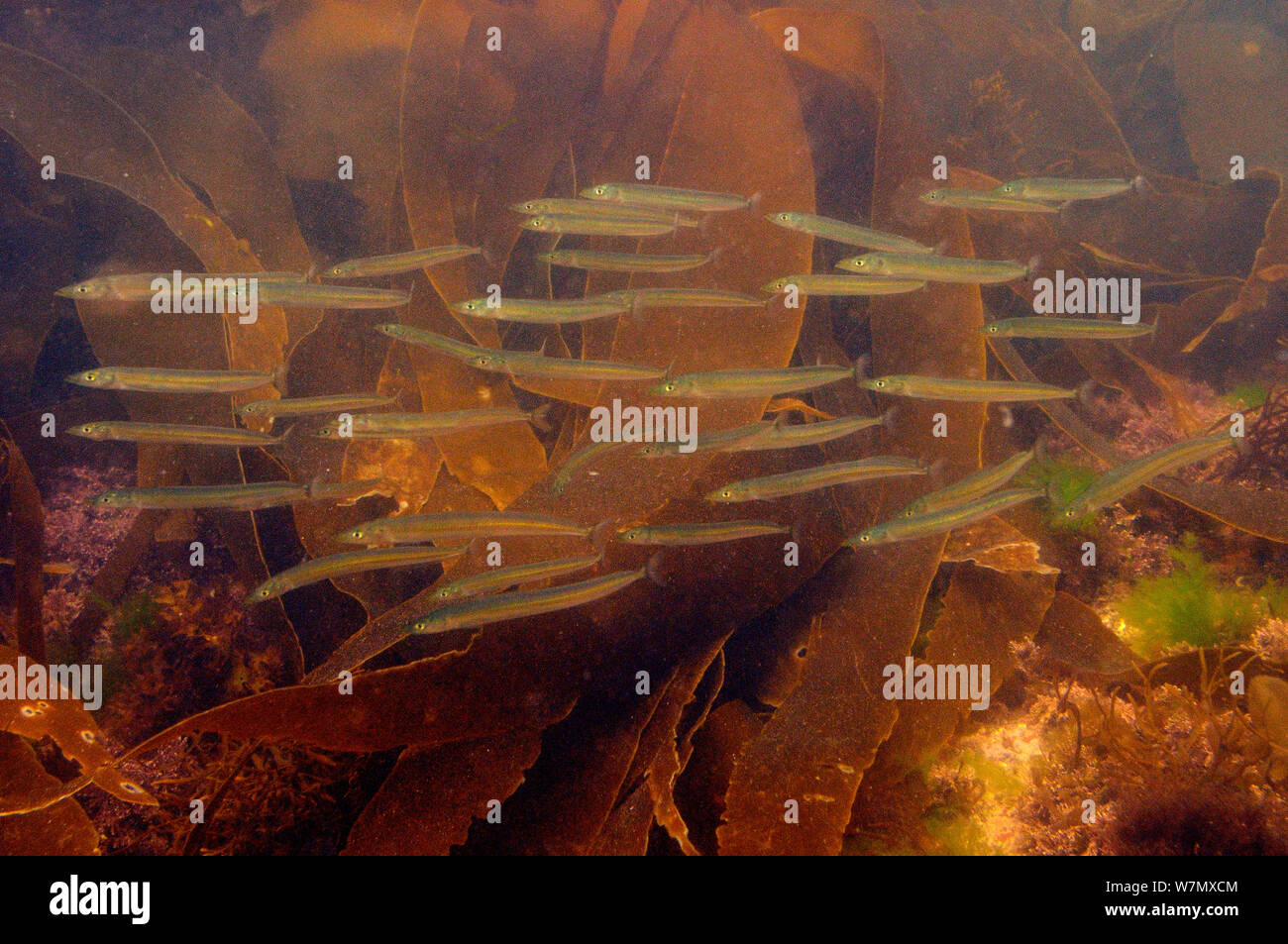 Groups of eels hi-res stock photography and images - Alamy