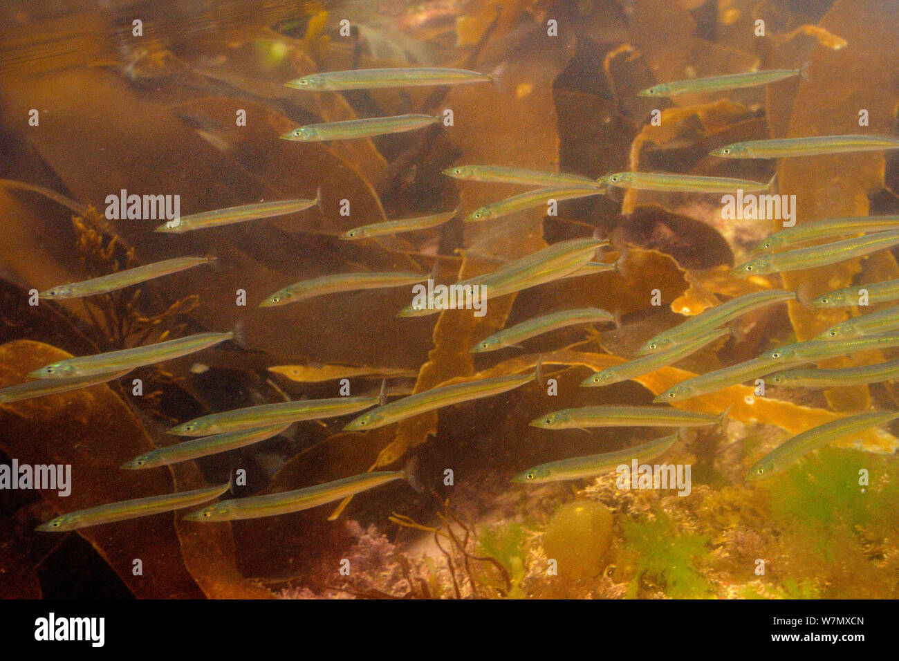 Ammodytes tobianus hi-res stock photography and images - Alamy