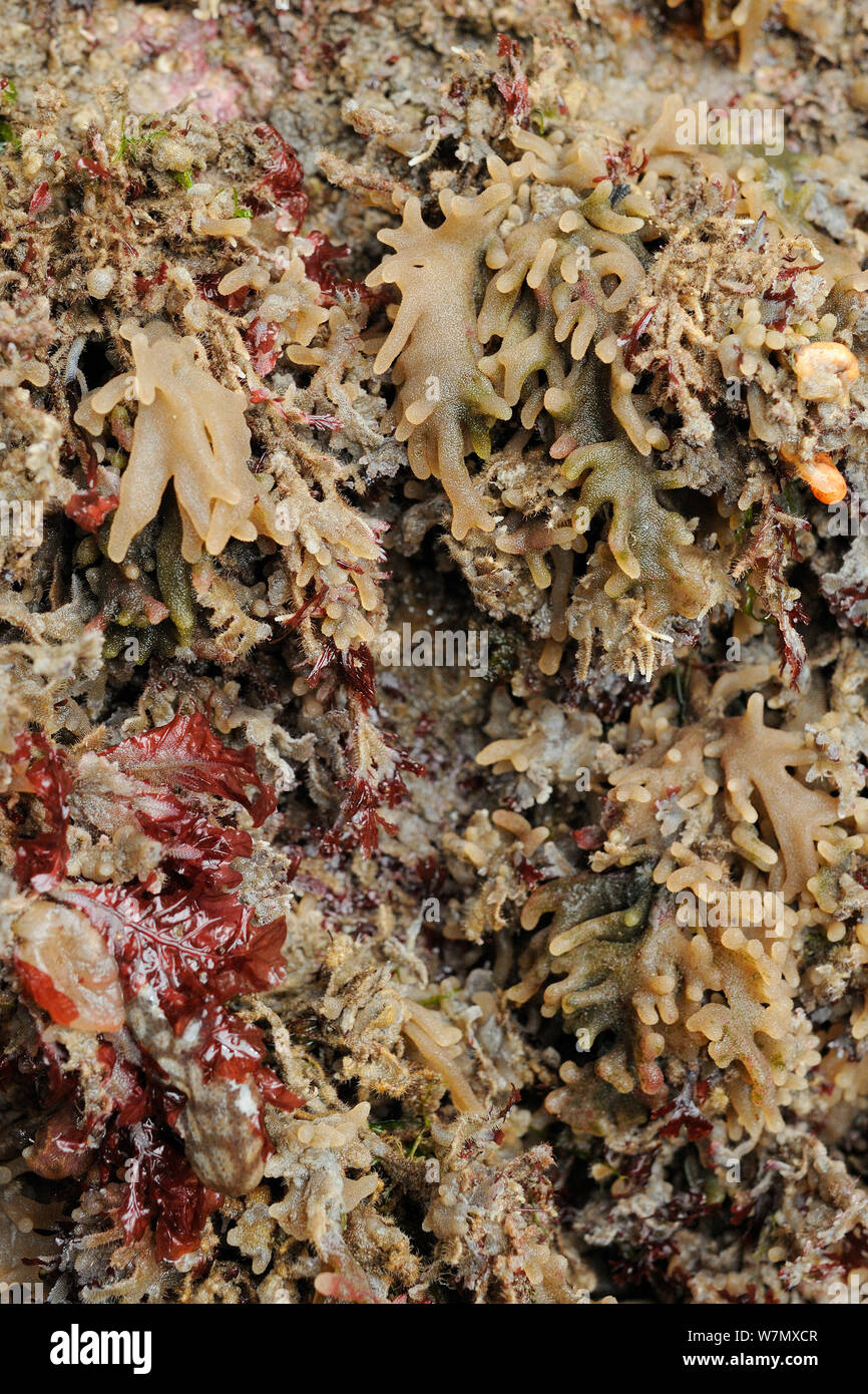 Bryozoan colonies hi-res stock photography and images - Alamy