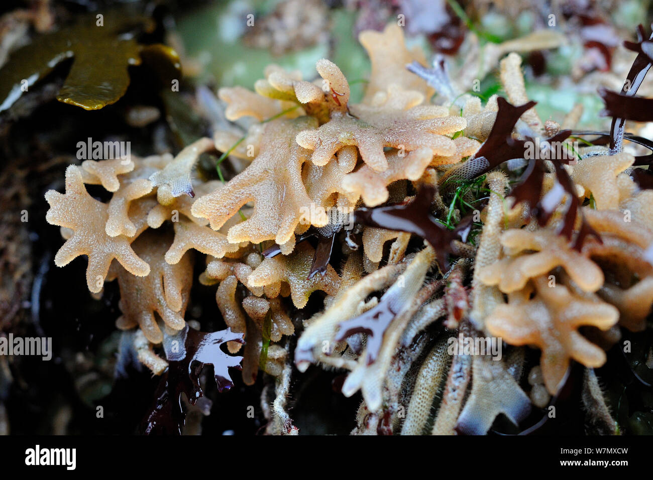 Alcyonidium diaphanum hi-res stock photography and images - Alamy