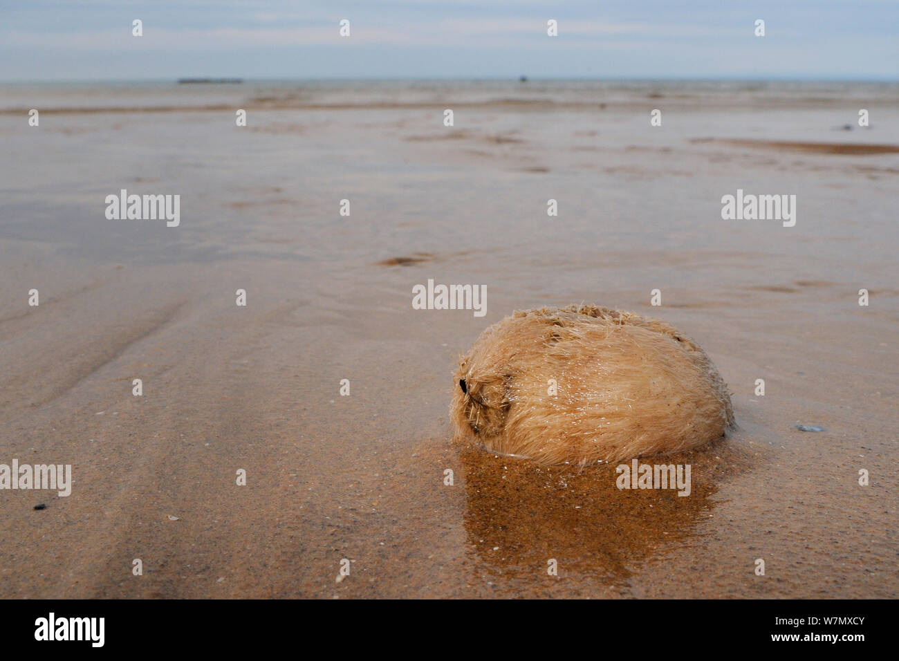 Common heart urchin / Sea potato (Echinocardium cordatum), a burrowing ...