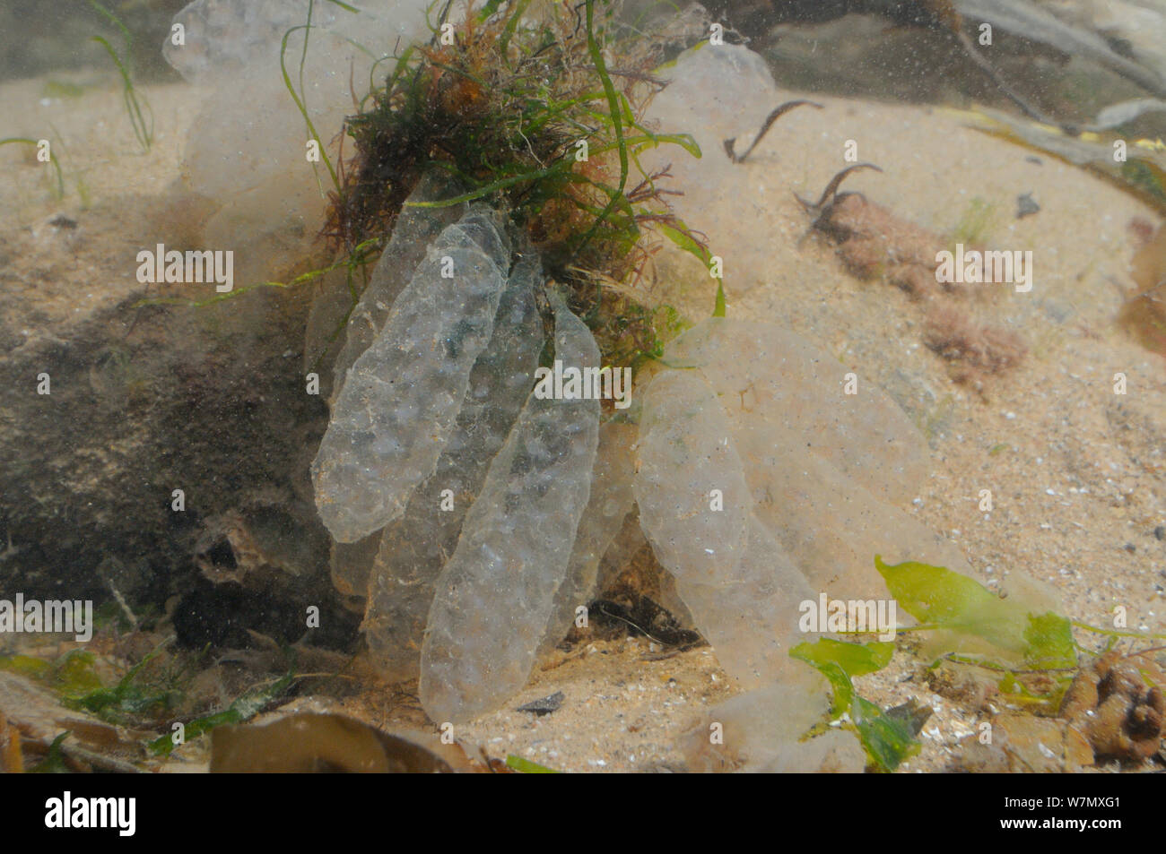 Common European squid egg sacs (Alloteuthis / Loligo subulata), with ...