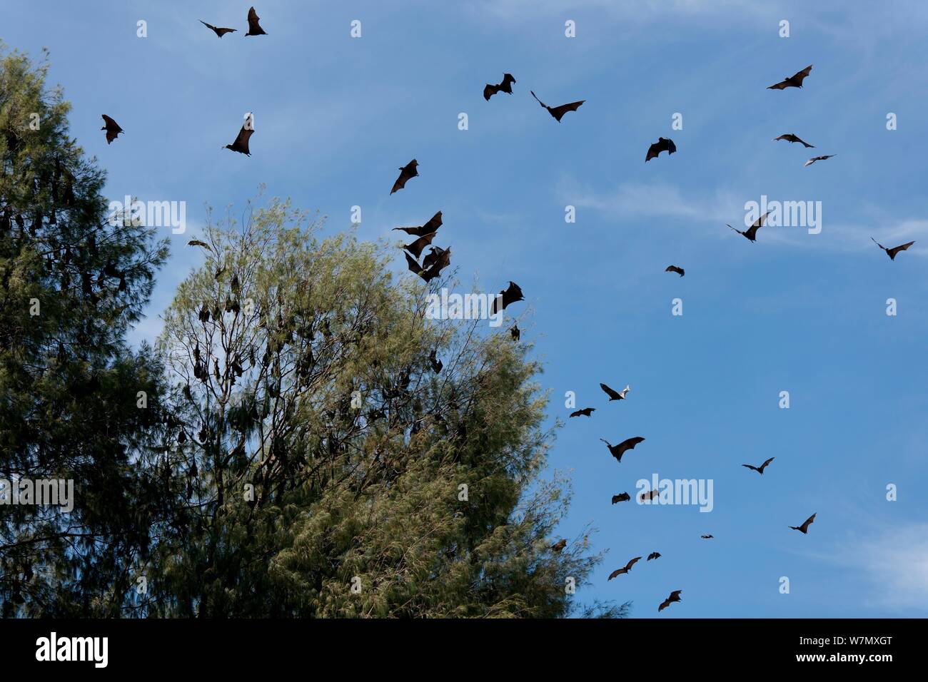 The flying foxes hi-res stock photography and images - Alamy