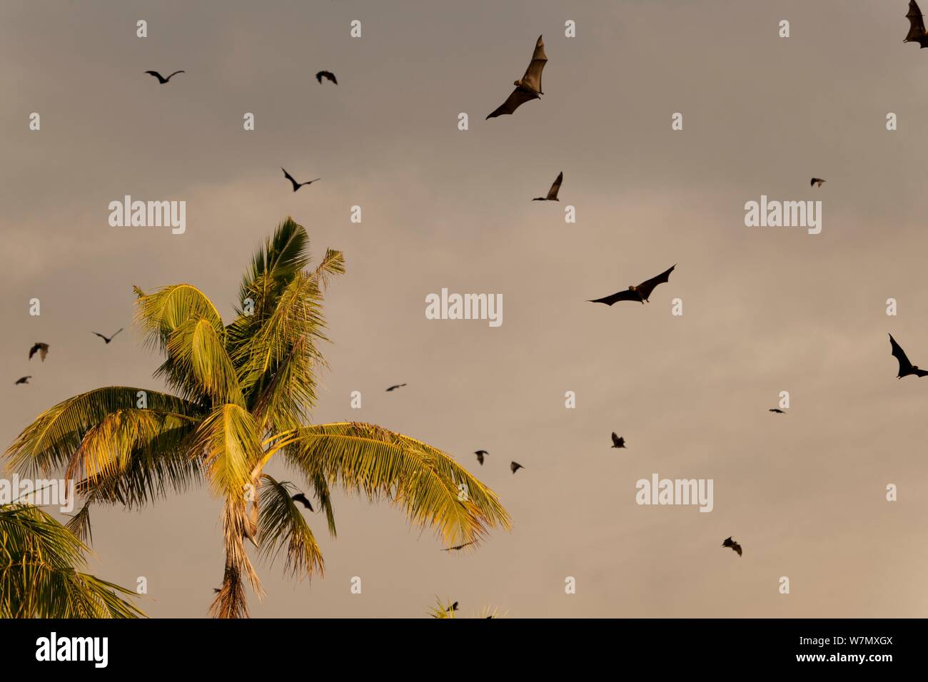 Spectacled flying foxes hi-res stock photography and images - Alamy