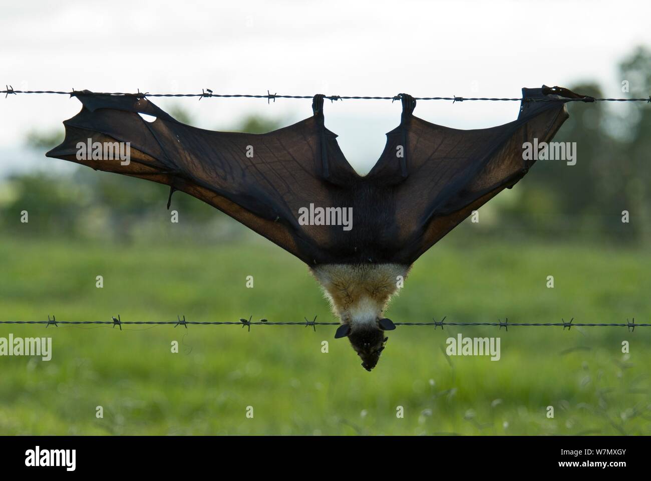 Flying foxes death hi-res stock photography and images - Alamy