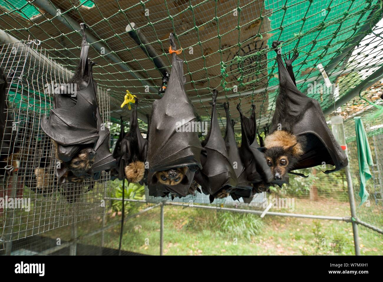 Flying fox australia behaviour hi-res stock photography and images - Alamy