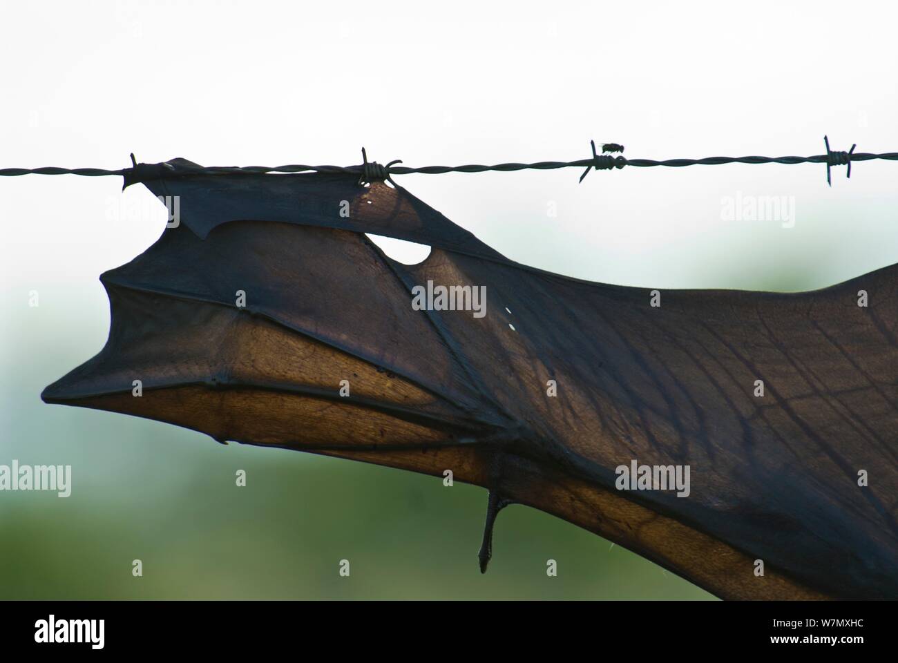 Flying foxes death hi-res stock photography and images - Alamy