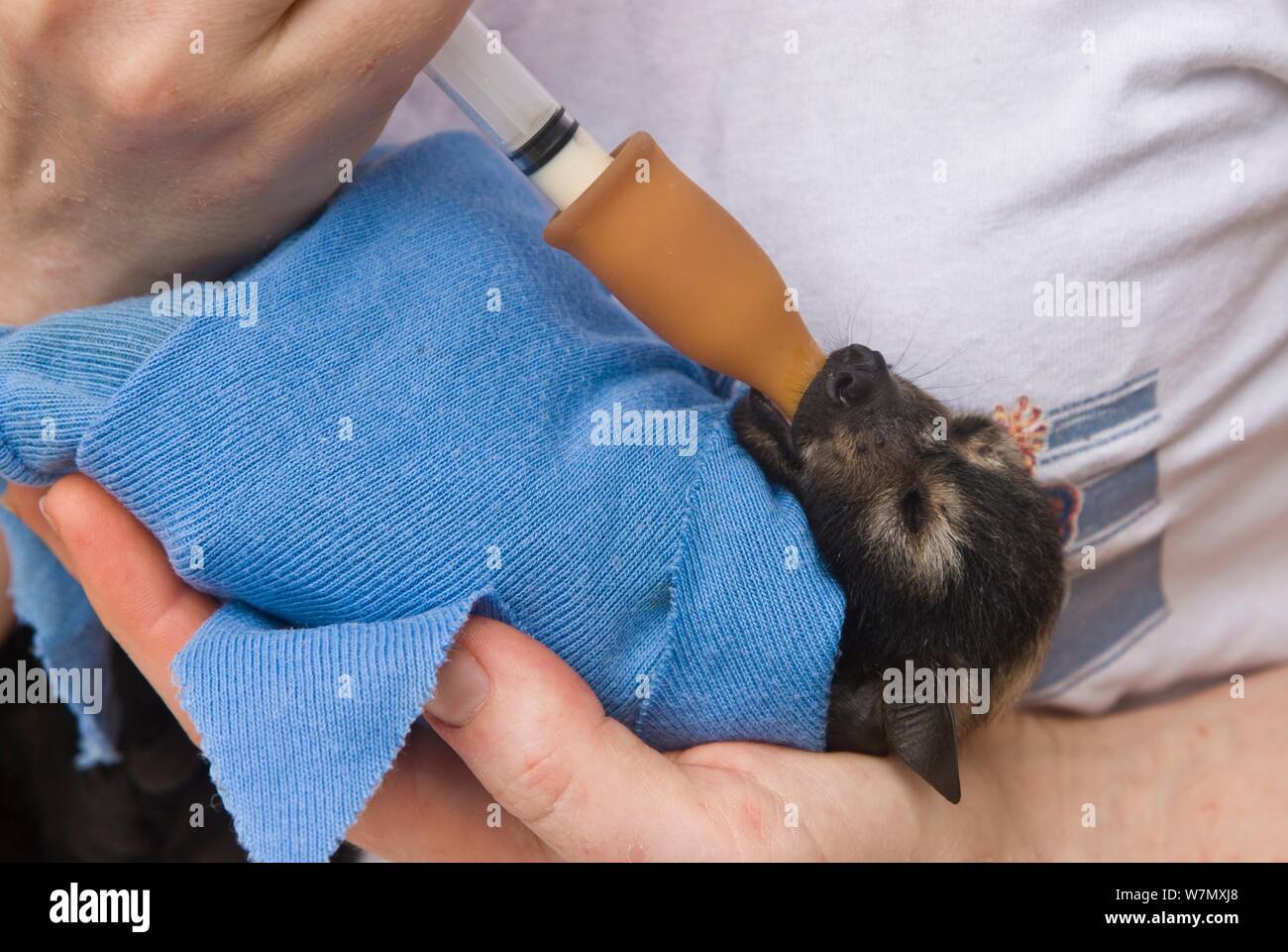 Flying fox baby hi-res stock photography and images - Alamy
