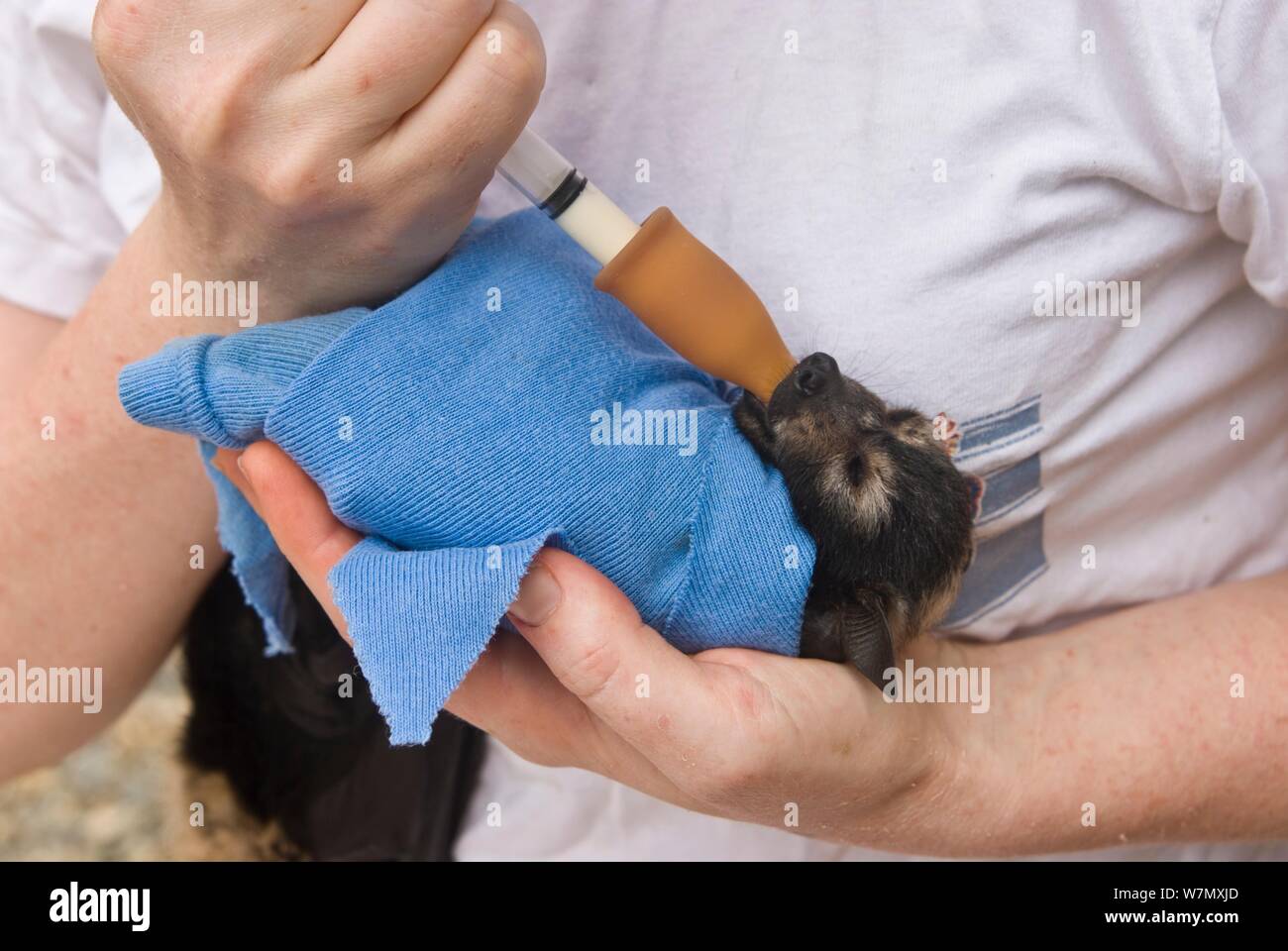 Australian Flying Fox Hands