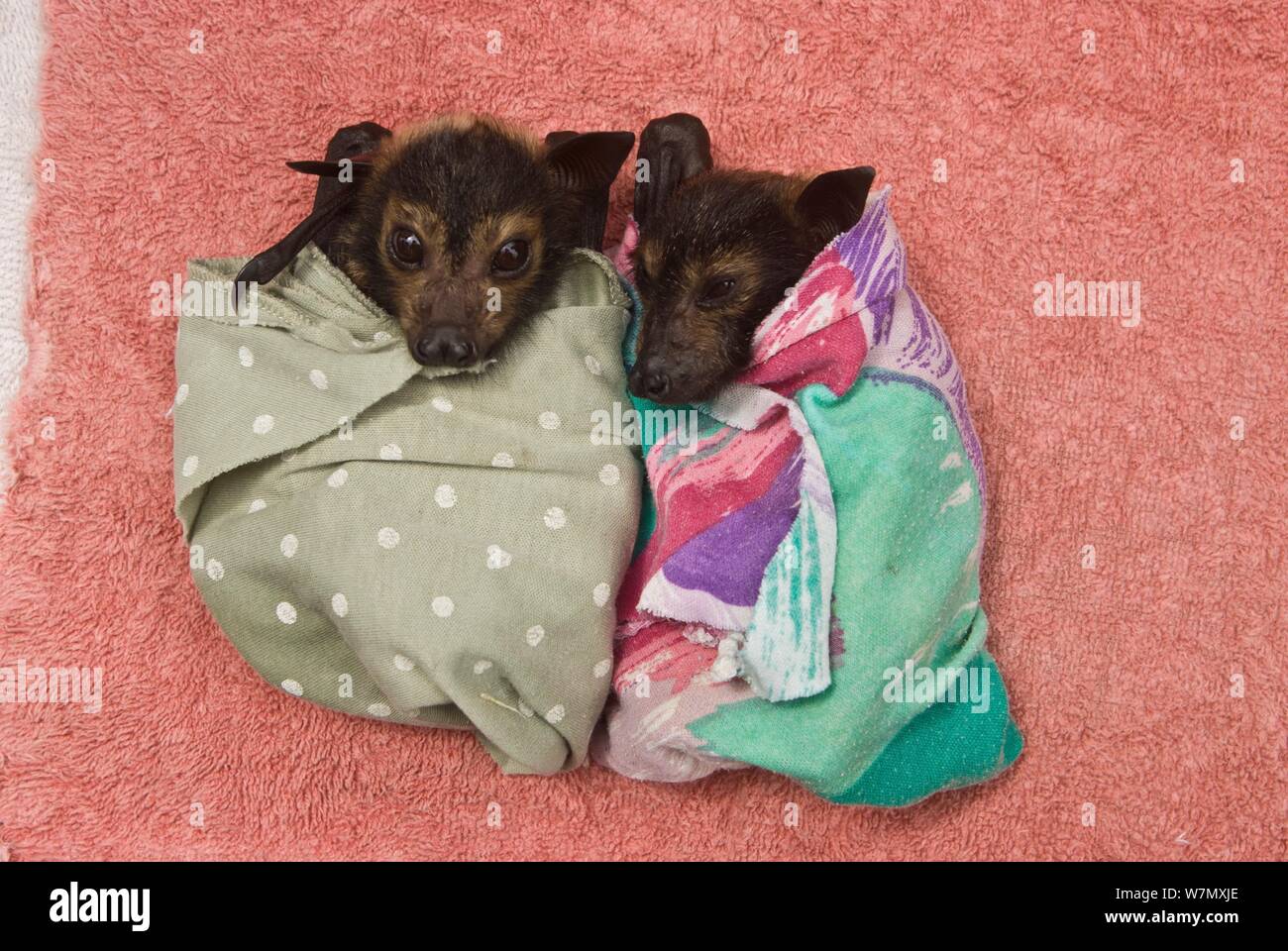 Spectacled flying fox (Pteropus conspicillatus) babies swaddled in ...