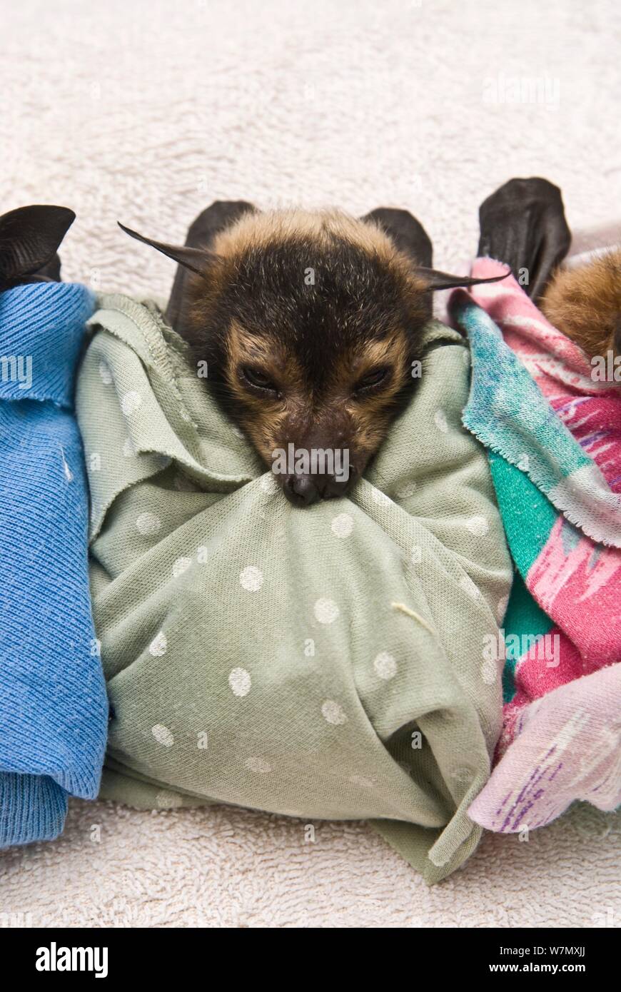 Spectacled flying fox (Pteropus conspicillatus) babies swaddled in ...