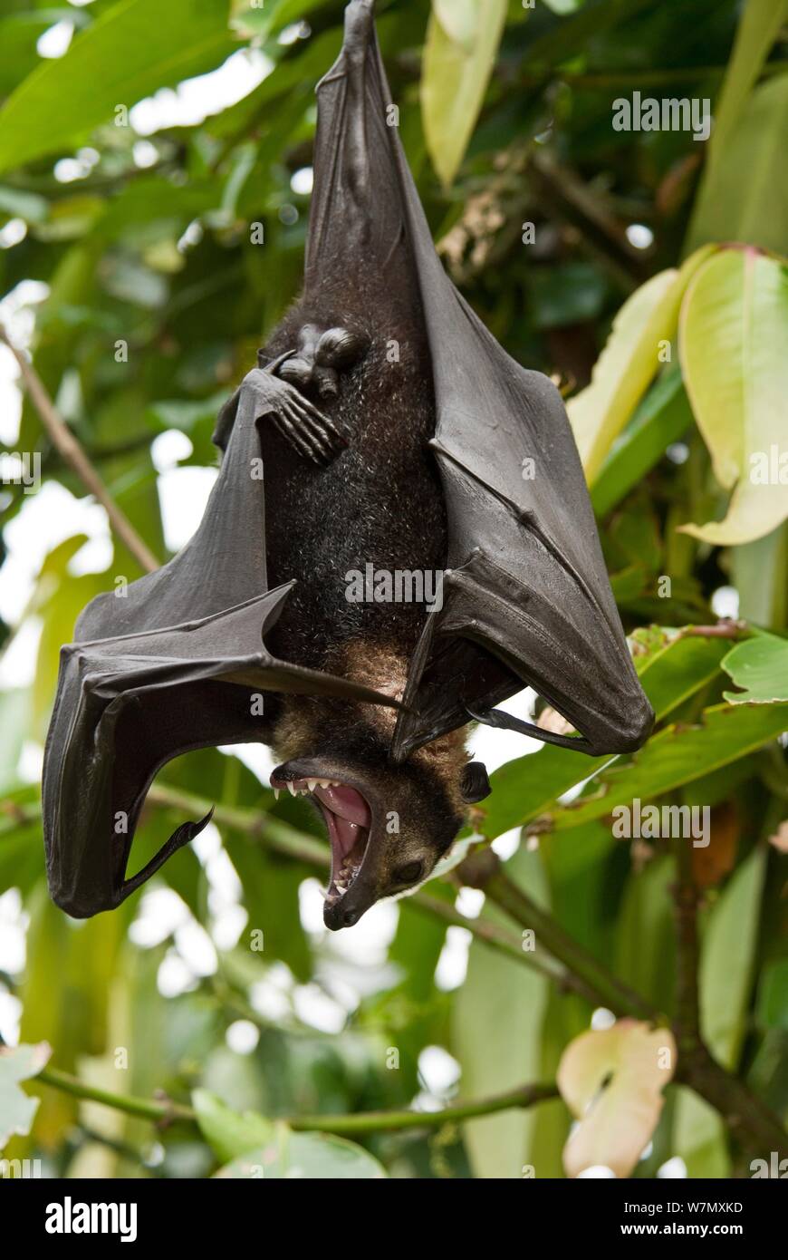 Male Fruit Bat