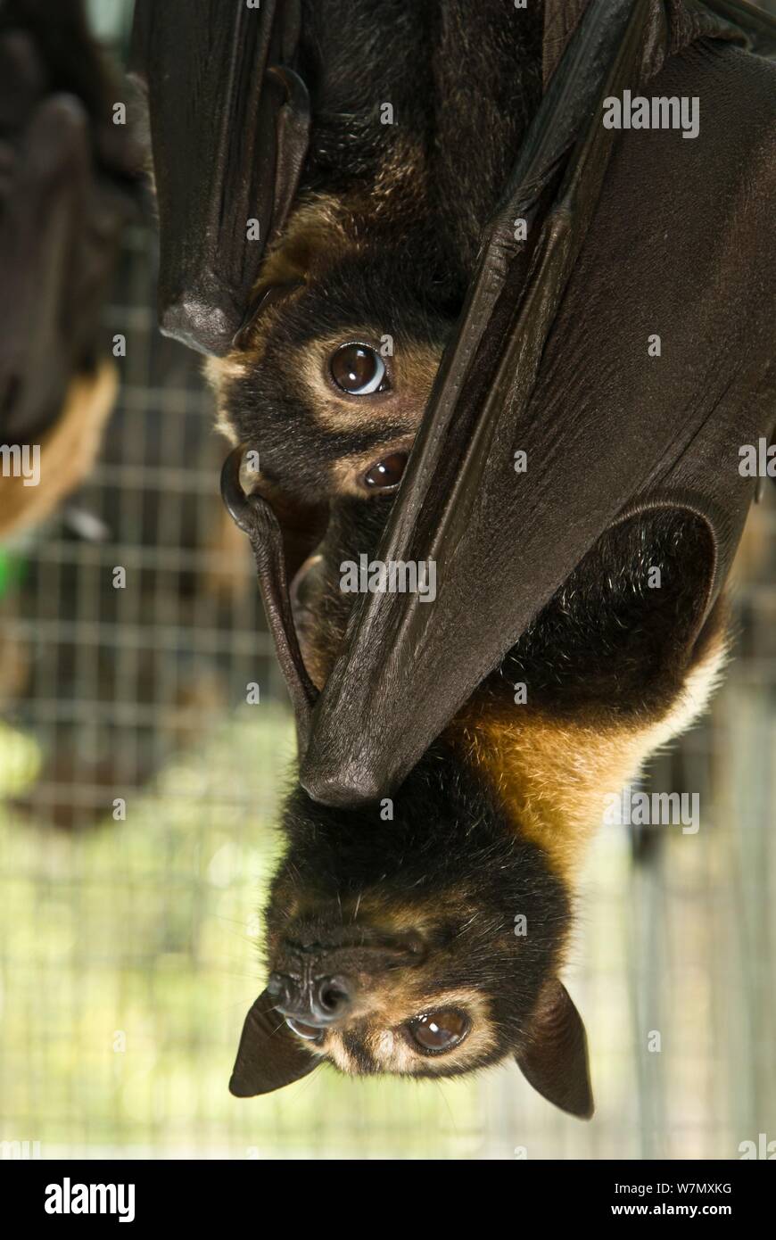 Spectacled flying foxes (Pteropus conspicillatus) mother and baby ...