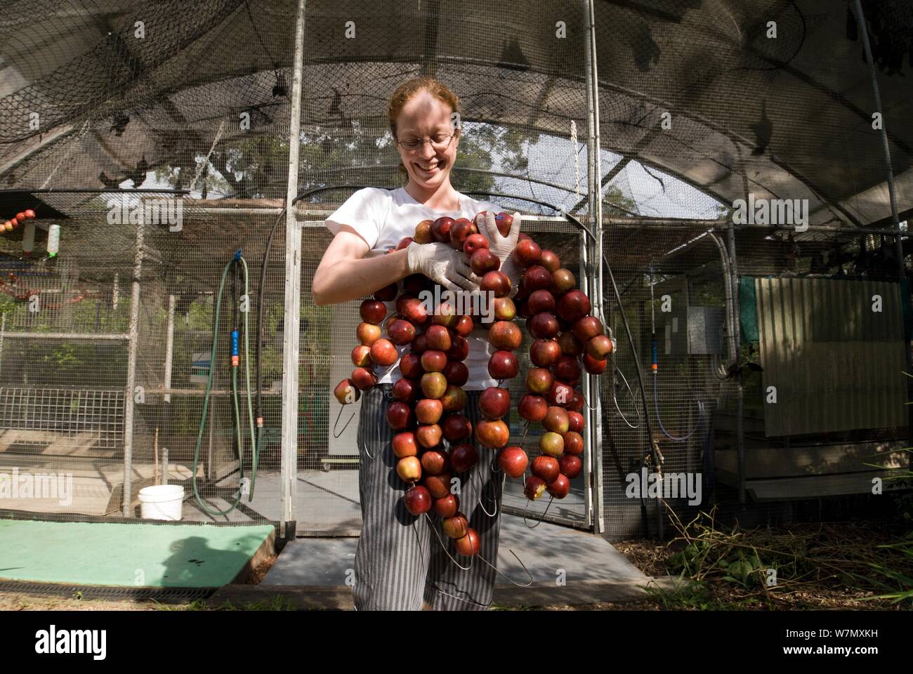 Fox eat fruit hi-res stock photography and images - Alamy