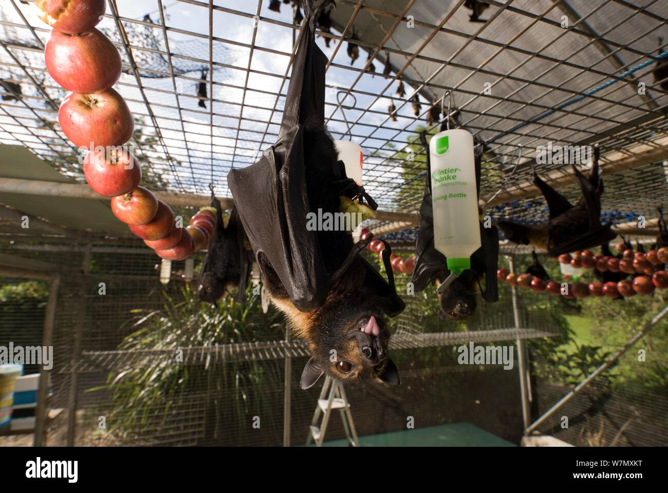 Spectacled flying foxes (Pteropus conspicillatus) inside cage feeding ...