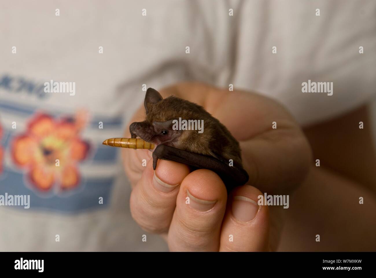 Captive Free-tail microbat (Molossidae) feeding on a mealworm, Tolga ...