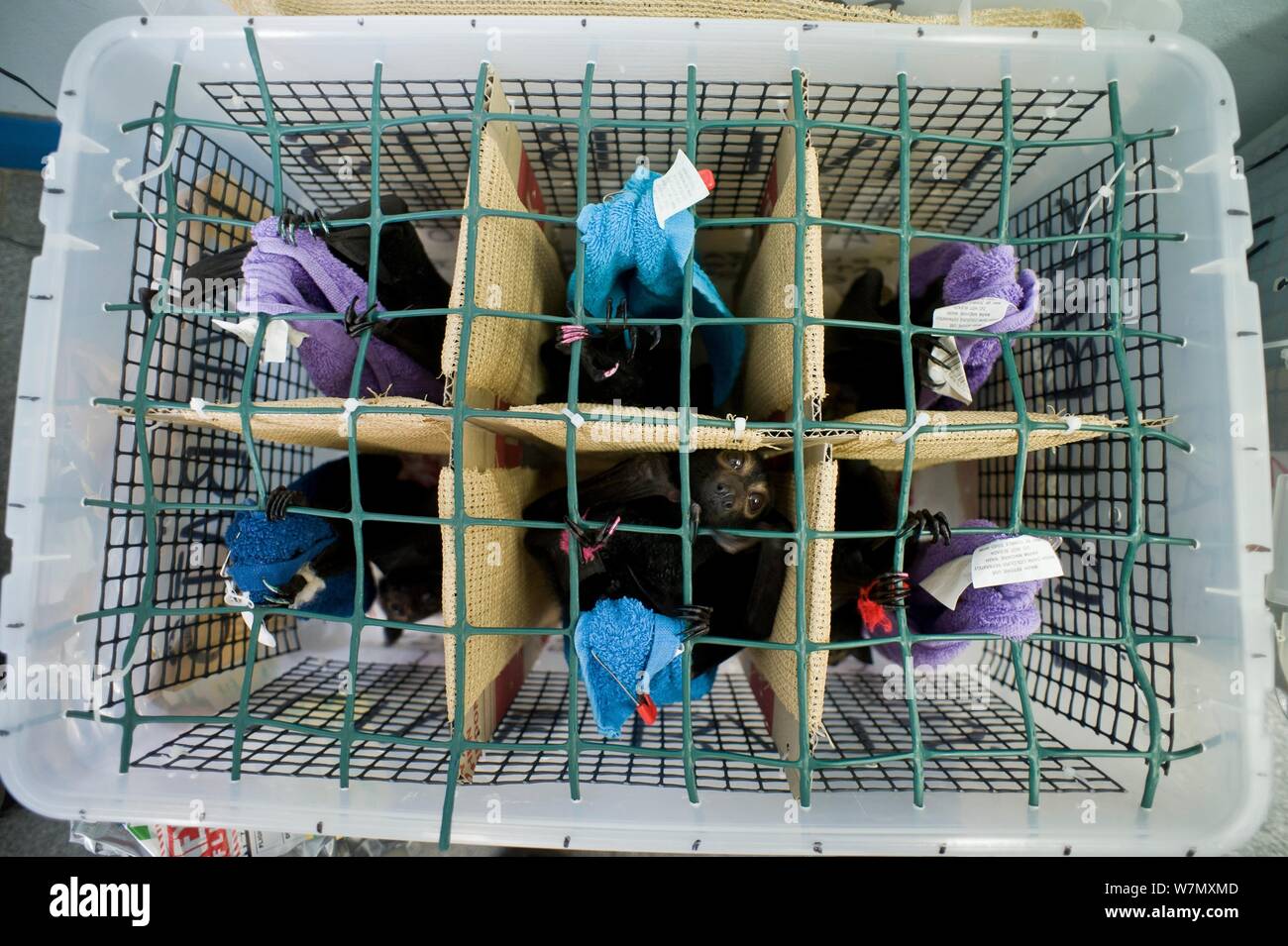 Spectacled flying fox (Pteropus conspicillatus) babies arrive by plane ...