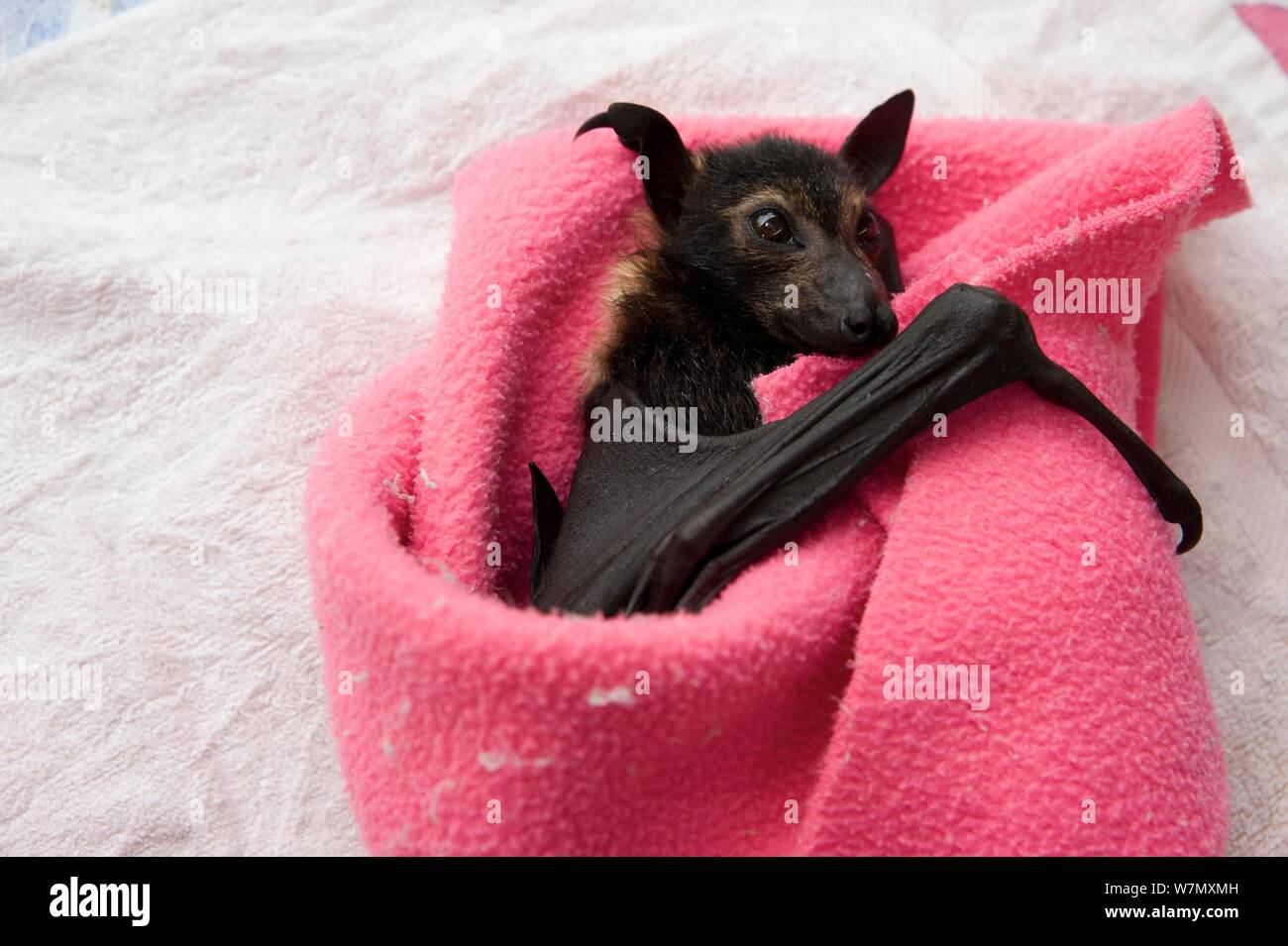 Fruit bat flying with young hi-res stock photography and images - Alamy