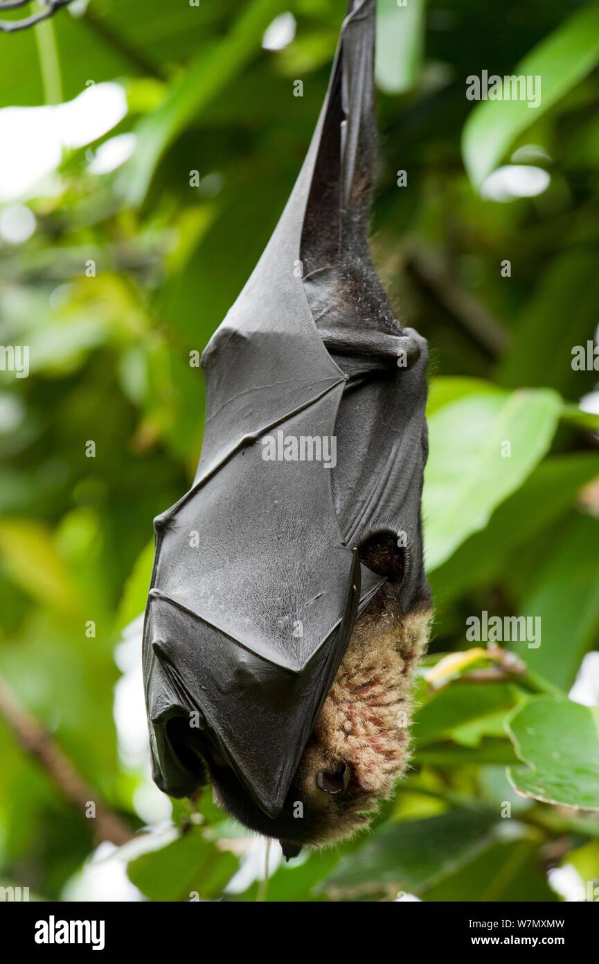 Spectacled flying fox (Pteropus conspicillatus) roosting, Tolga Bat ...