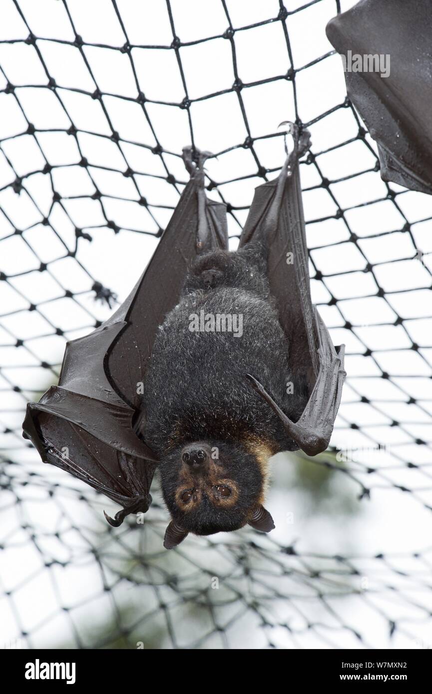 Spectacled flying fox (Pteropus conspicillatus) hanging from roof of ...