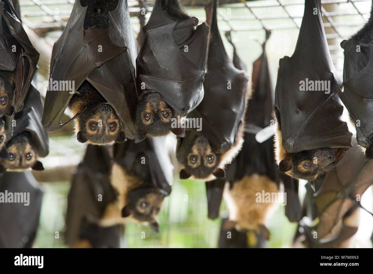 Spectacled flying foxes (Pteropus conspicillatus) hanging from roof of ...