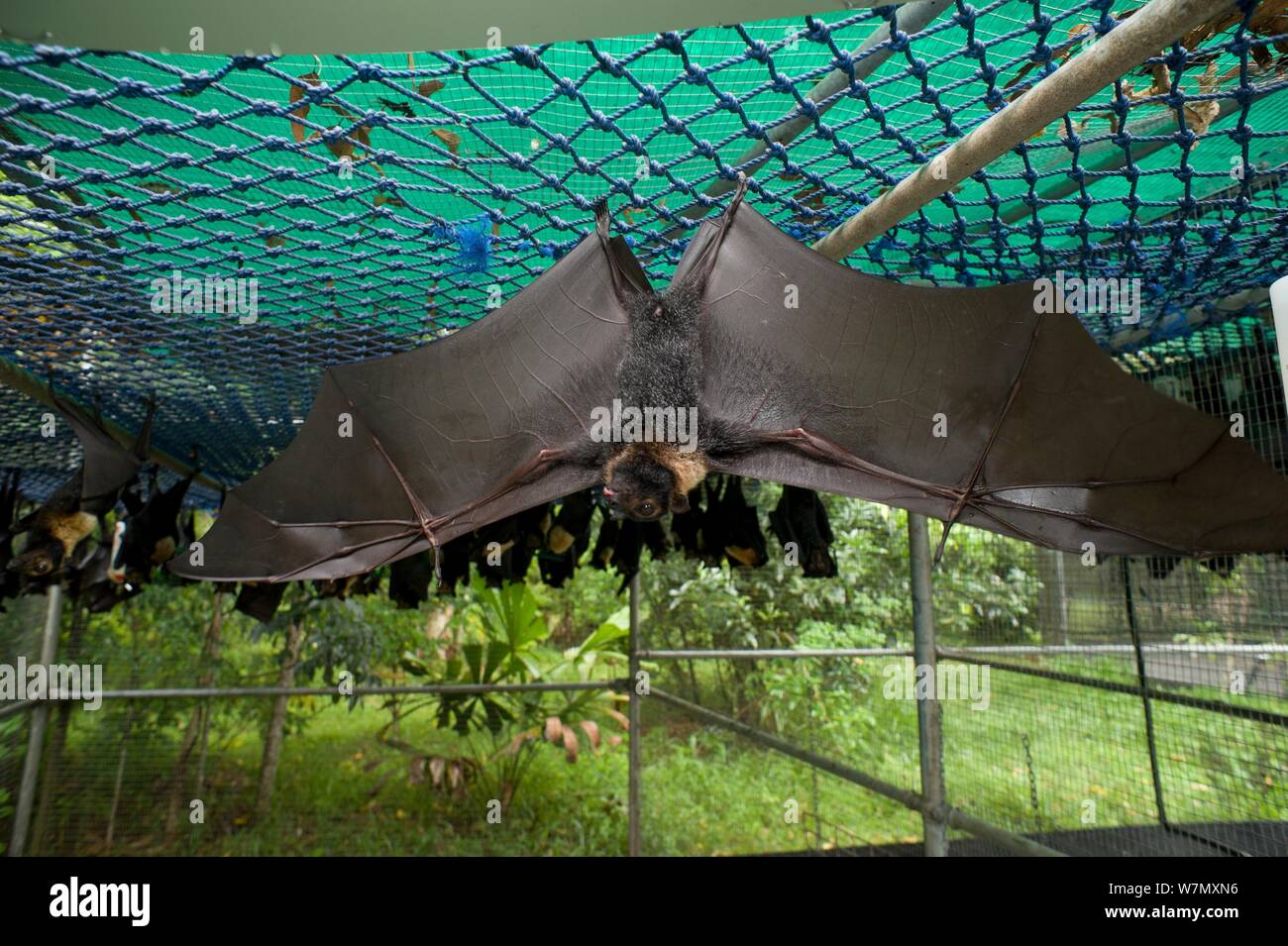 Spectacled flying foxes (Pteropus conspicillatus) hanging from roof of ...