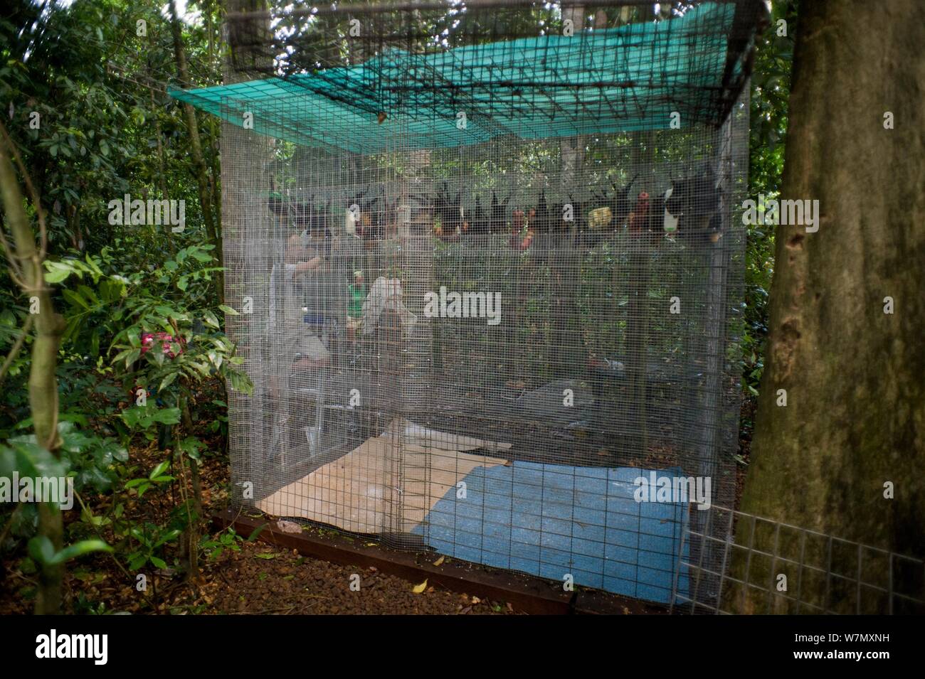 Spectacled flying foxes hi-res stock photography and images - Alamy