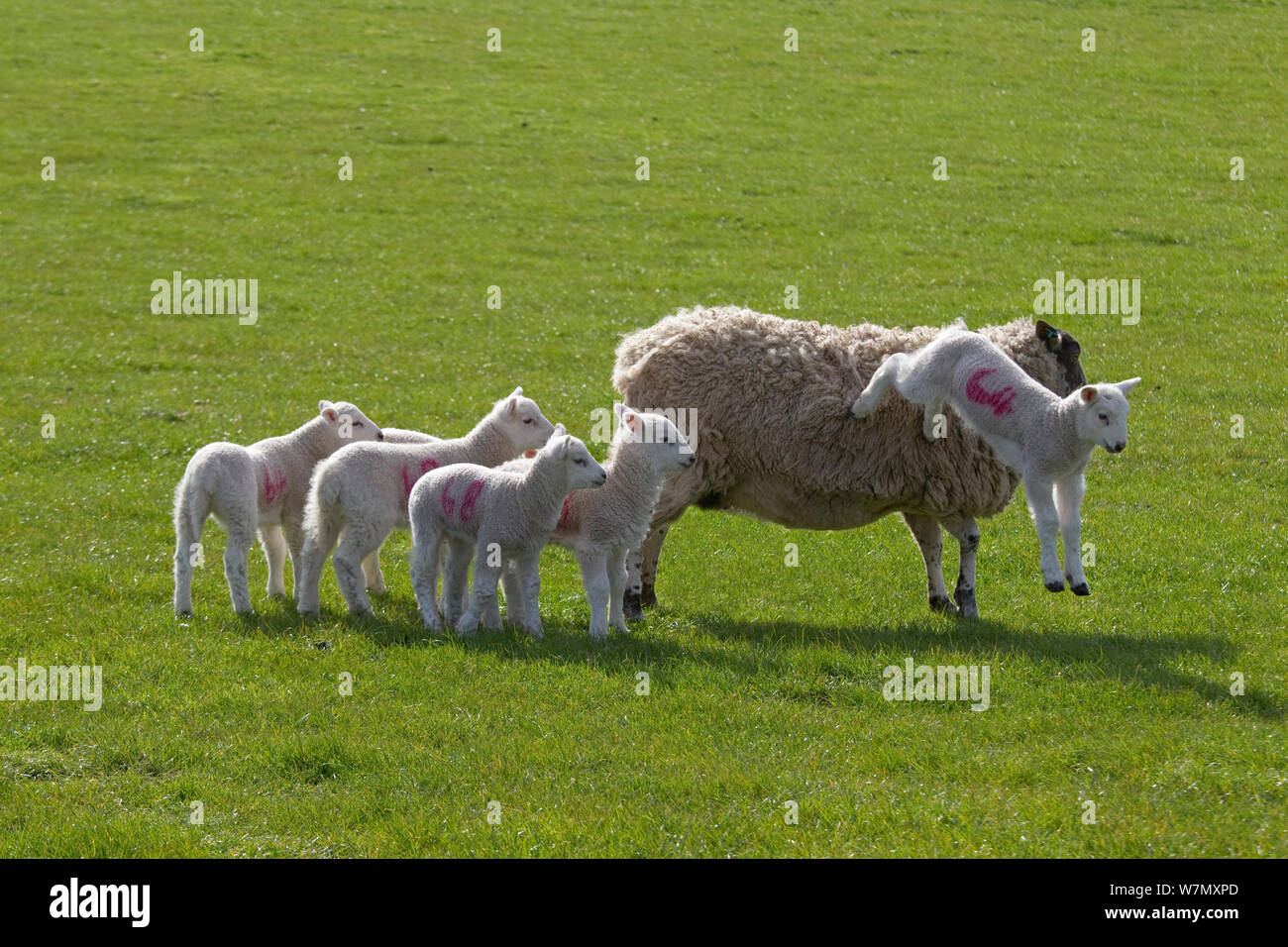 Spring lambs jumping in the grass hi-res stock photography and images ...