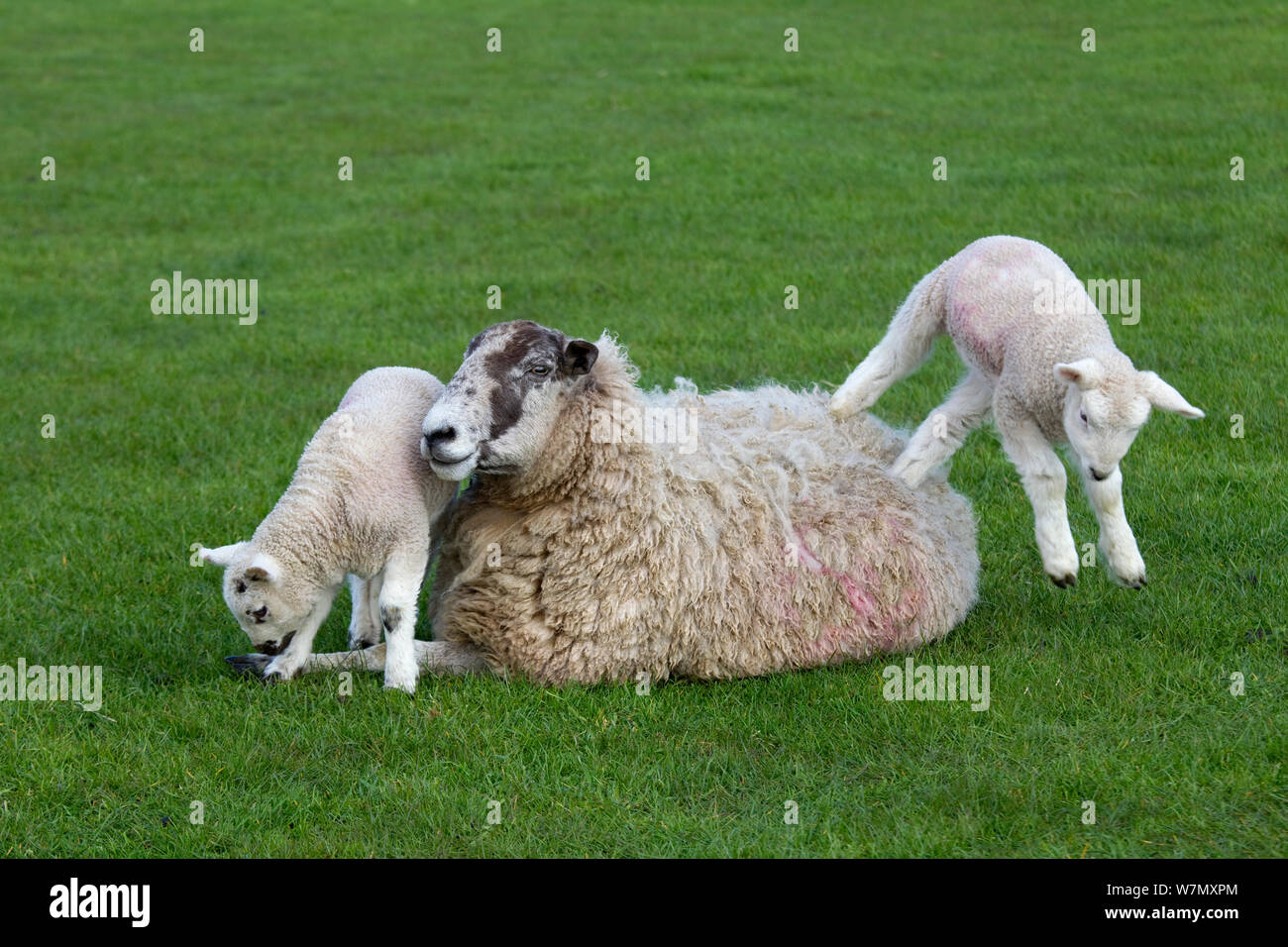 Jumping lambs hi-res stock photography and images - Alamy