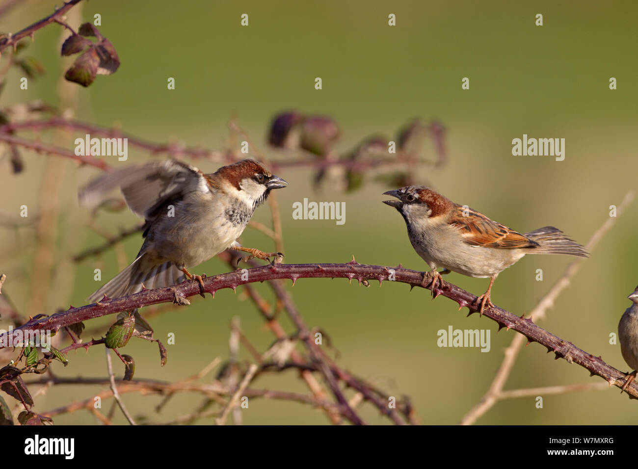 House sparrows uk farm hi-res stock photography and images - Alamy