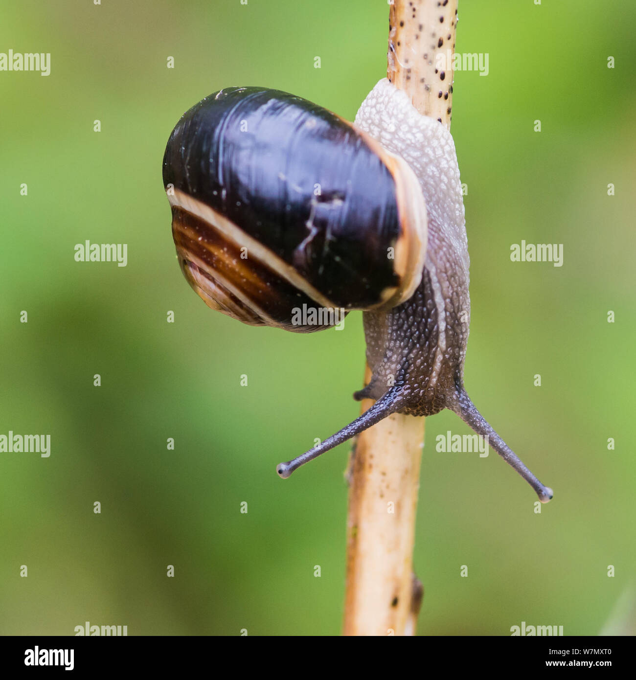 Snail and flower stalk hi-res stock photography and images - Alamy