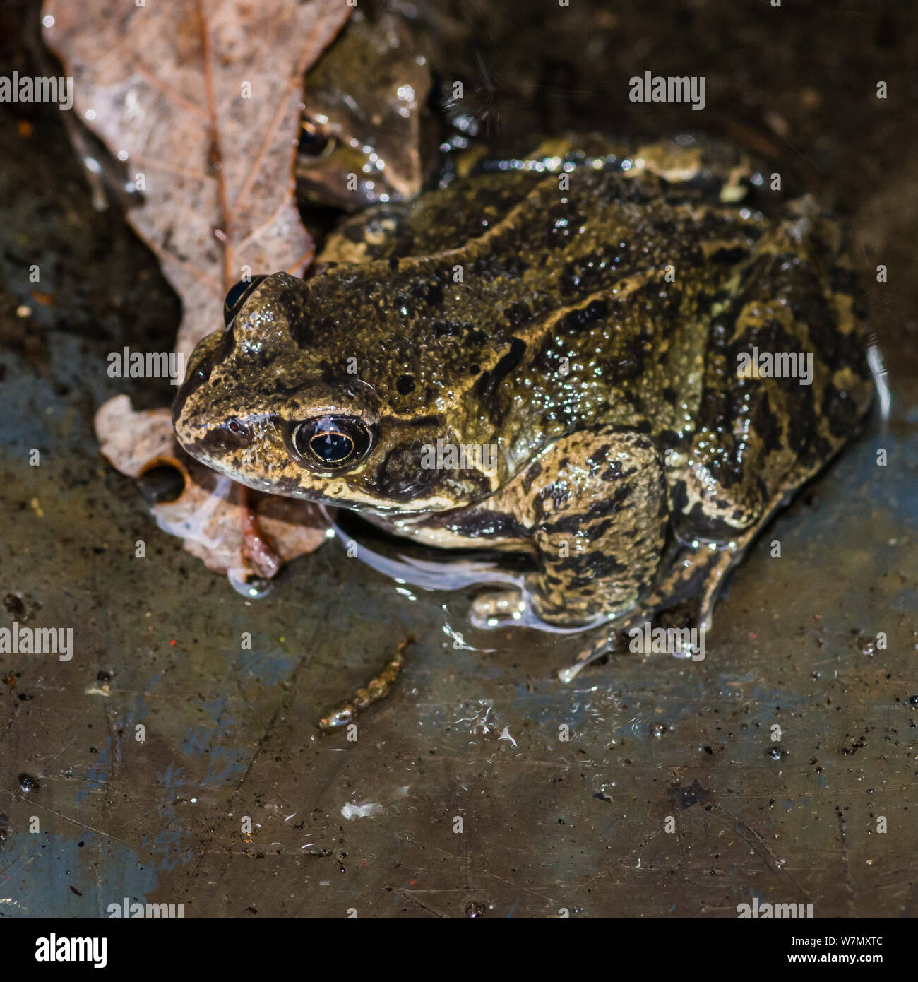 Frogs in a bucket hi-res stock photography and images - Alamy