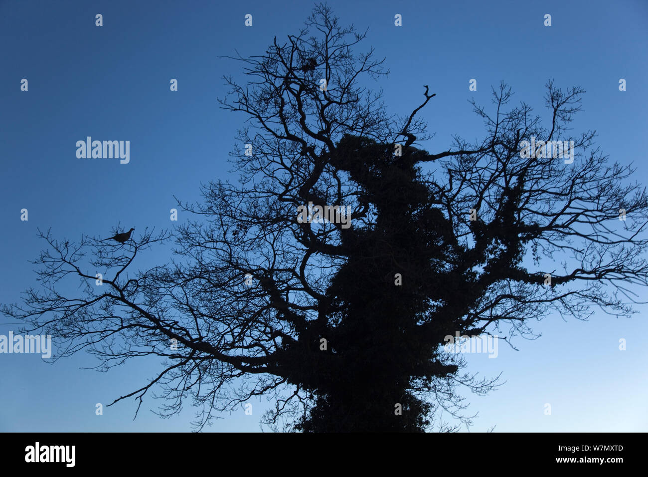 Pheasant (Phasianus colchicus) female, roosting in oak tree (Quercus sp ...