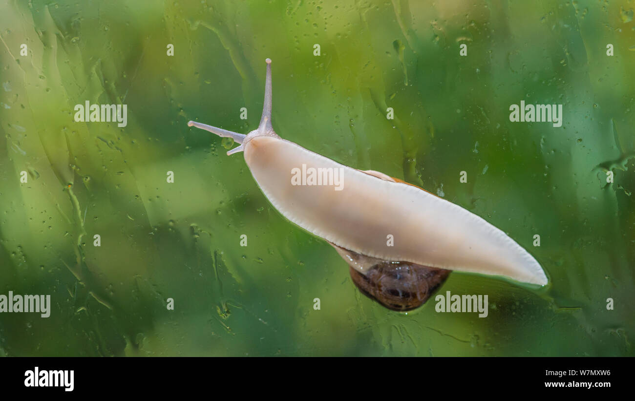 Snail gastropod hi-res stock photography and images - Alamy