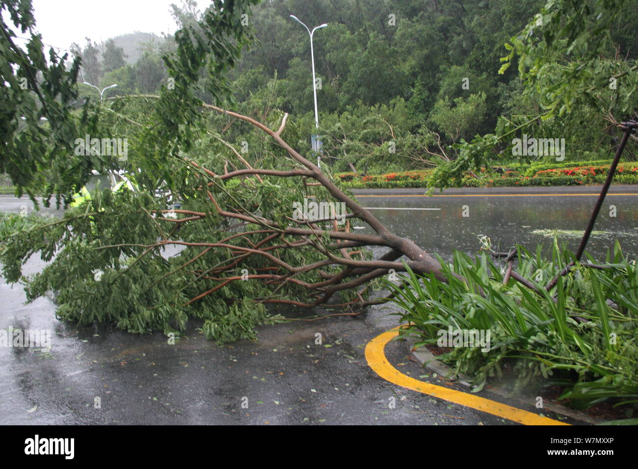 A tree is uprooted by strong wind caused by Typhoon Talas on a road in ...