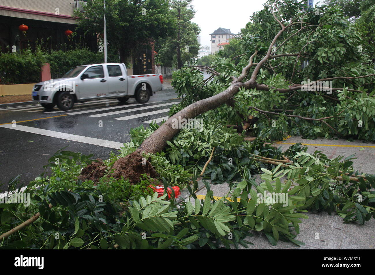 A tree is uprooted by strong wind caused by Typhoon Talas on a road in ...