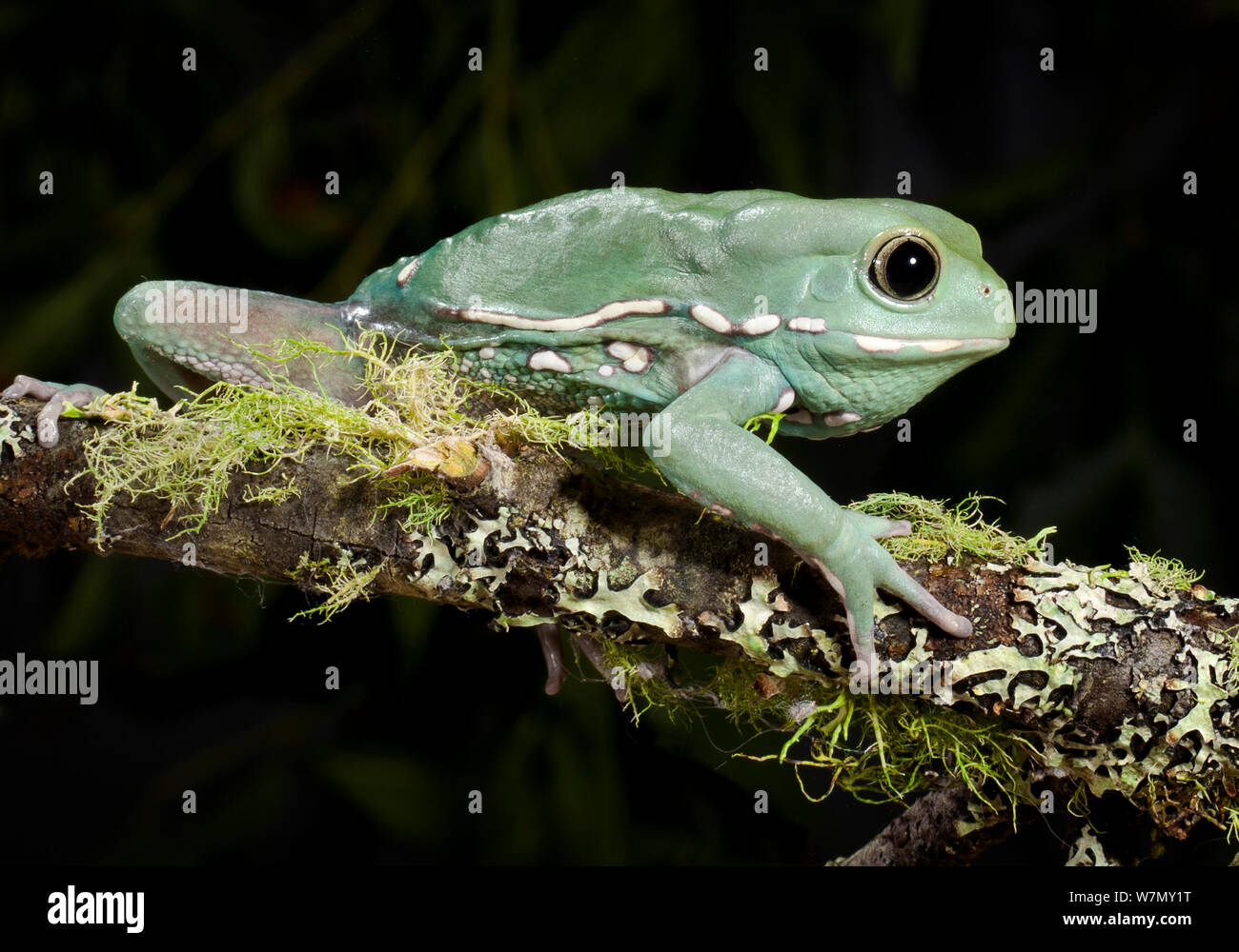 Waxy monkey tree frog (Phyllomedusa sauvagii) captive, from Central and ...