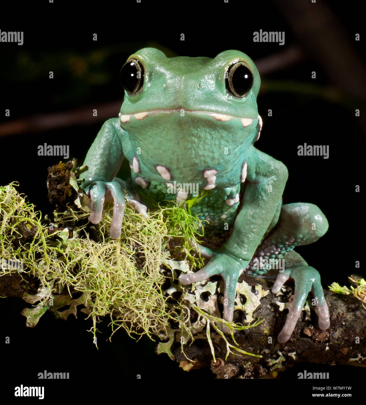 Waxy monkey tree frog (Phyllomedusa sauvagii) captive, from Central and ...
