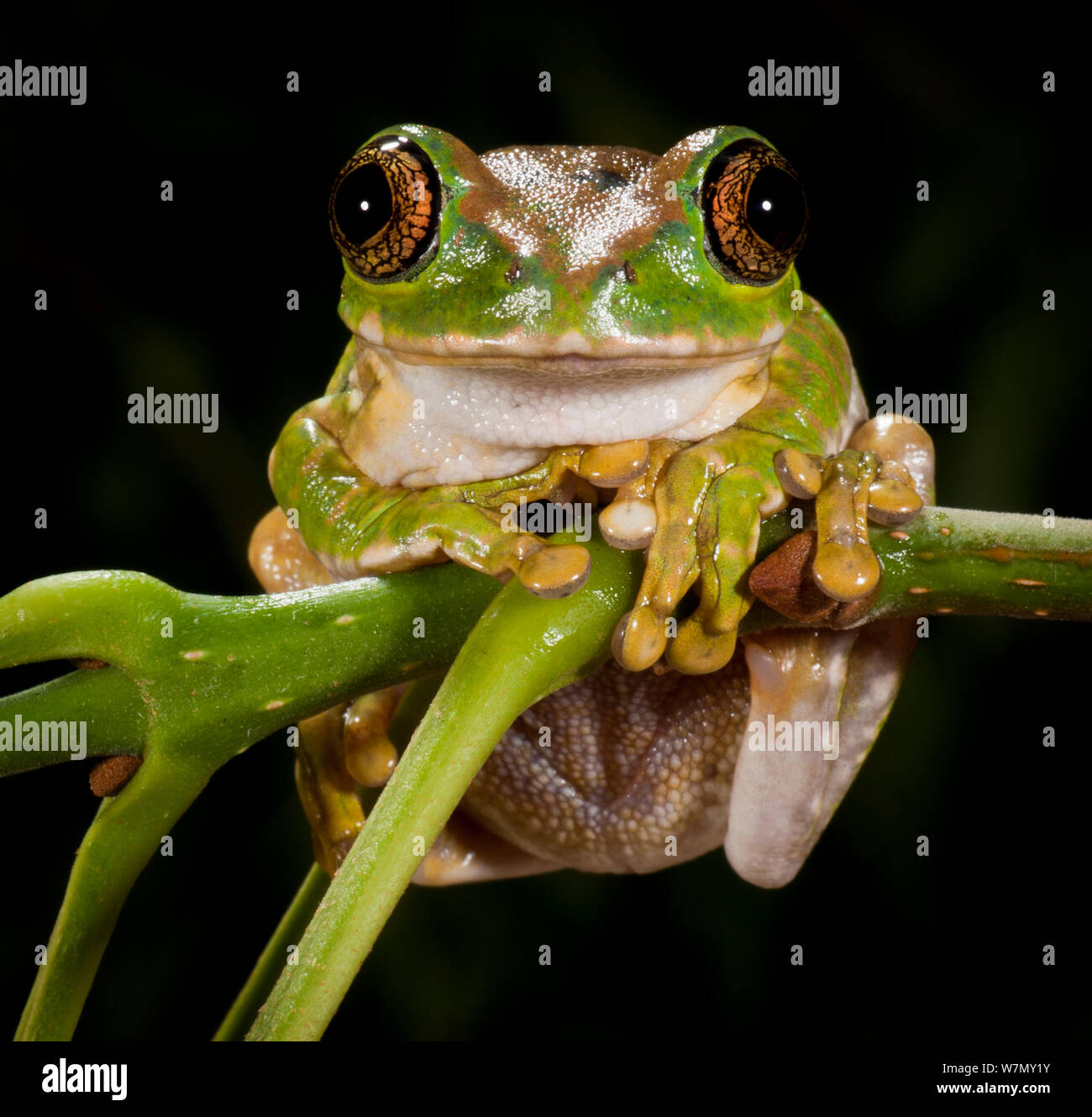 Maroon eye / Moon frog (Leptopelis uluguruensis) captive, from East ...