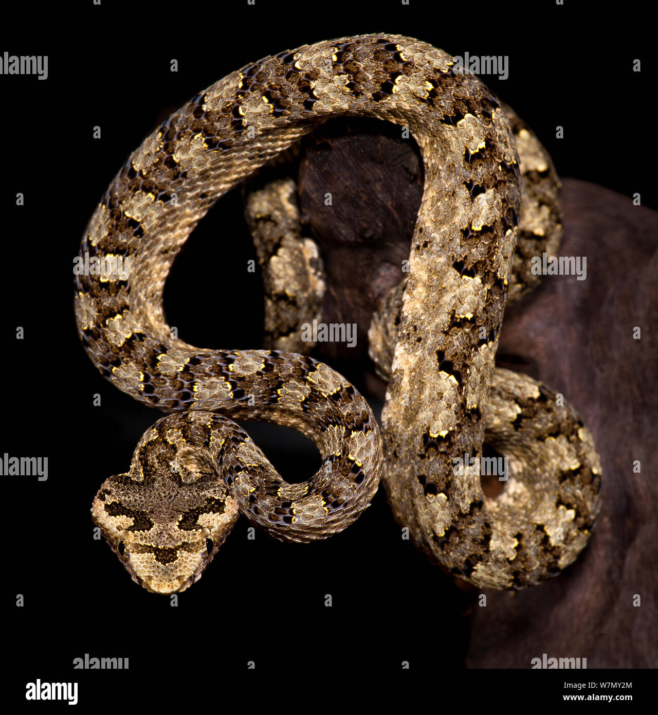 Horned Pit Viper