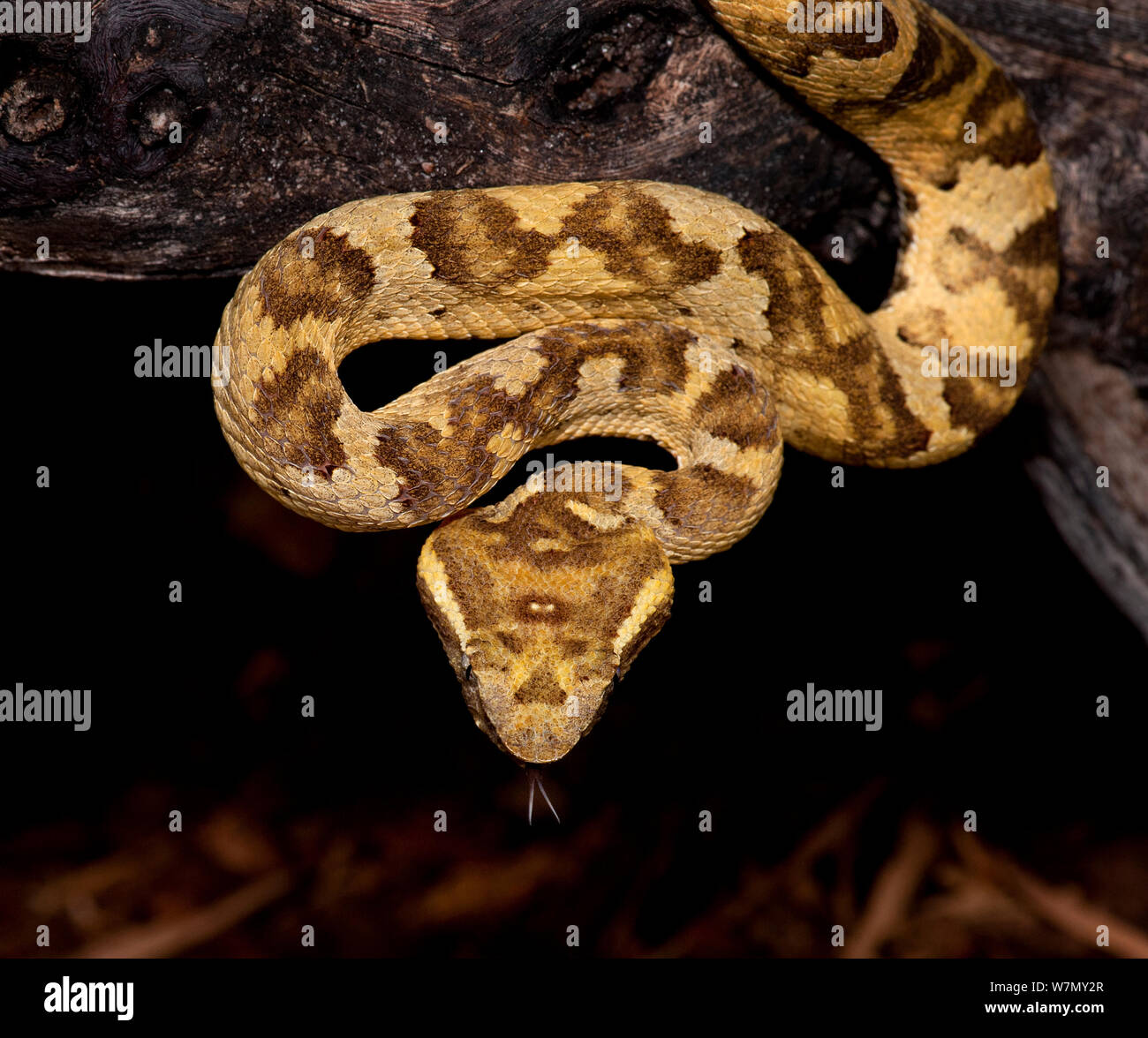 Javanese / Flat-nosed pitviper (Trimeresurus puniceus) captive, from ...