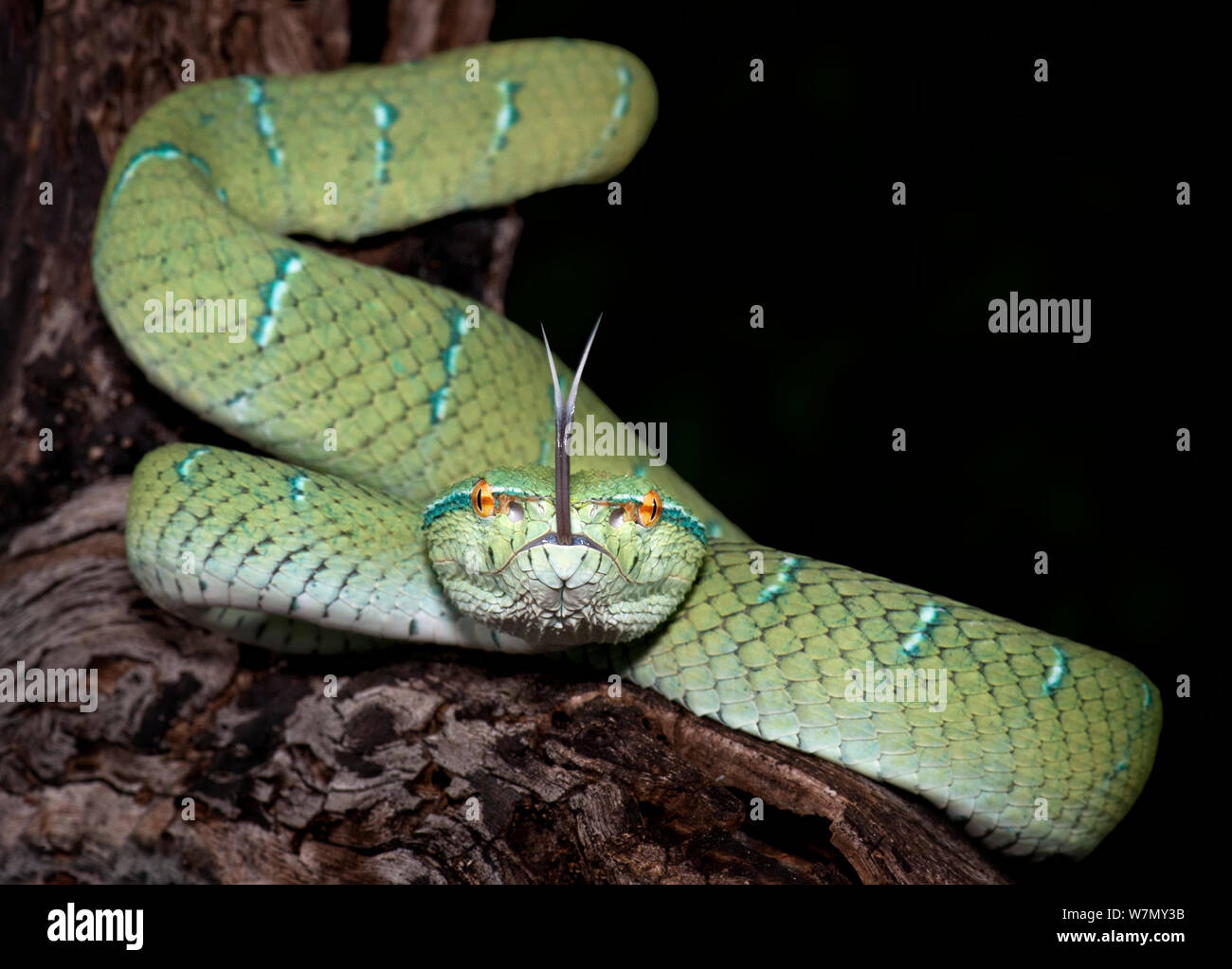 Philippine Snakes Species