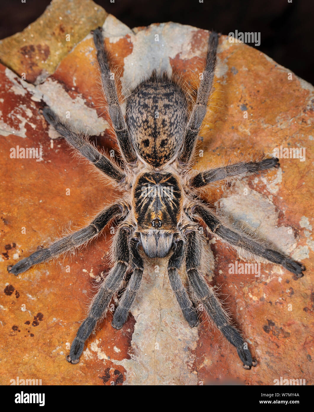 African Baboon Spider