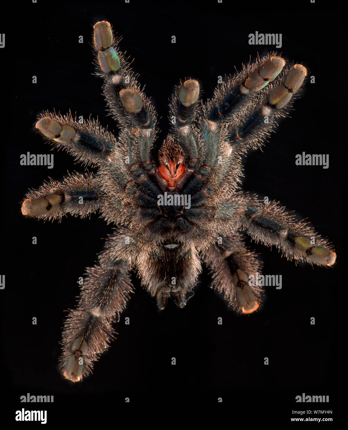 Metallic pinktoe tarantula avicularia metallica hi-res stock ...