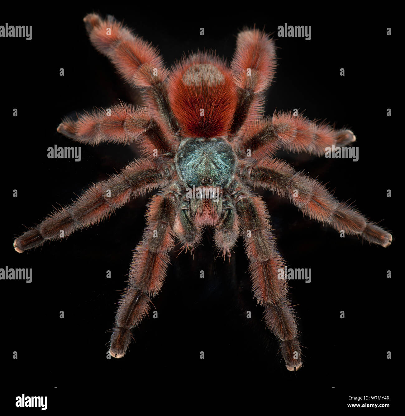 Antilles pink toe spider hi-res stock photography and images - Alamy