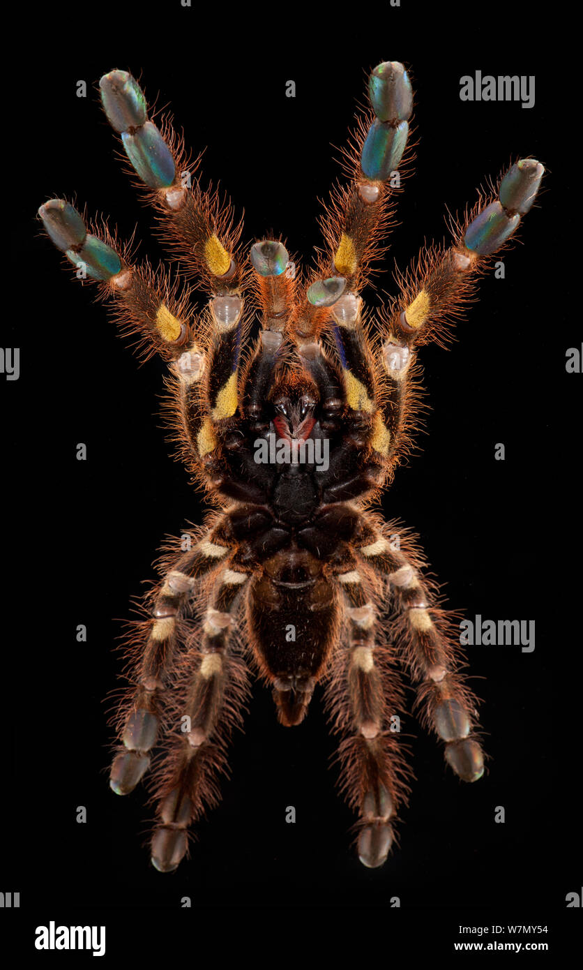 Poecilotheria Rufilata