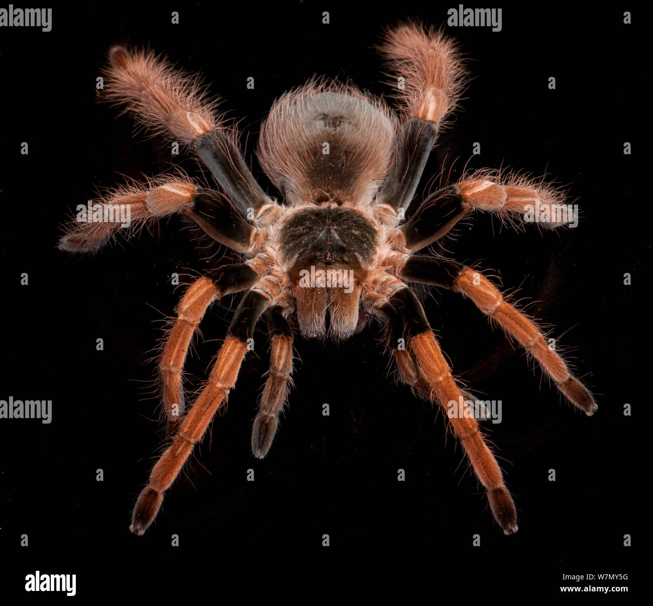 Columbian giant red leg hi-res stock photography and images - Alamy