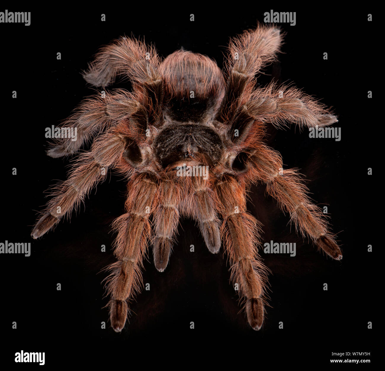 Brazilian Red Tarantula, (Nhandu carapoensis) captive from South ...